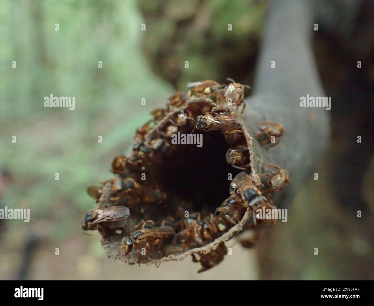 Pectoral Robust-Stingless bee (Scaptotrigona pectoralis) Insecta Stock ...