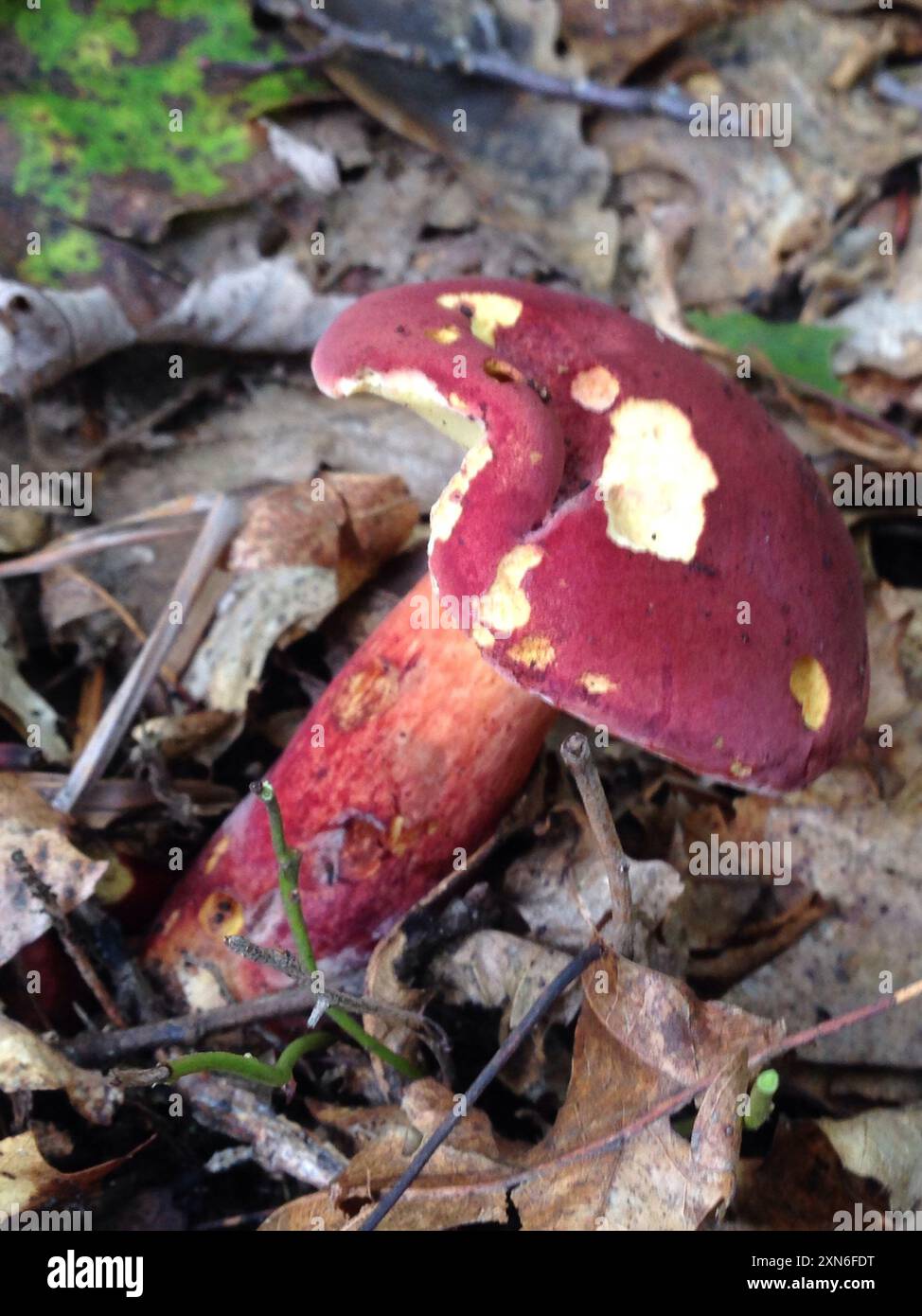 two-colored bolete (Baorangia bicolor) Fungi Stock Photo - Alamy