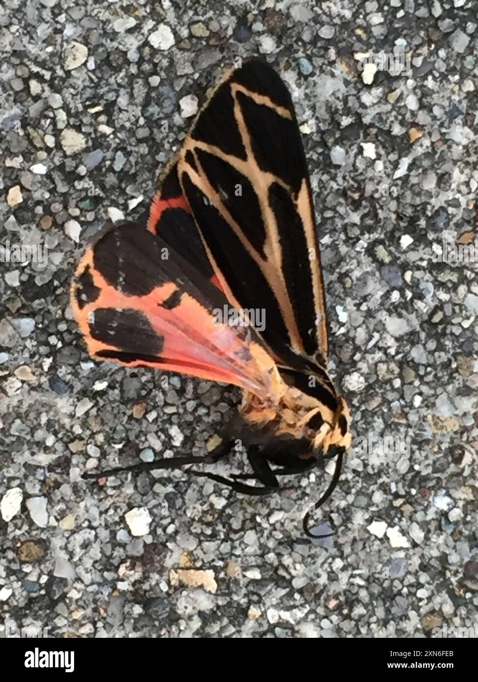 Harnessed Tiger Moth (Apantesis phalerata) Insecta Stock Photo - Alamy