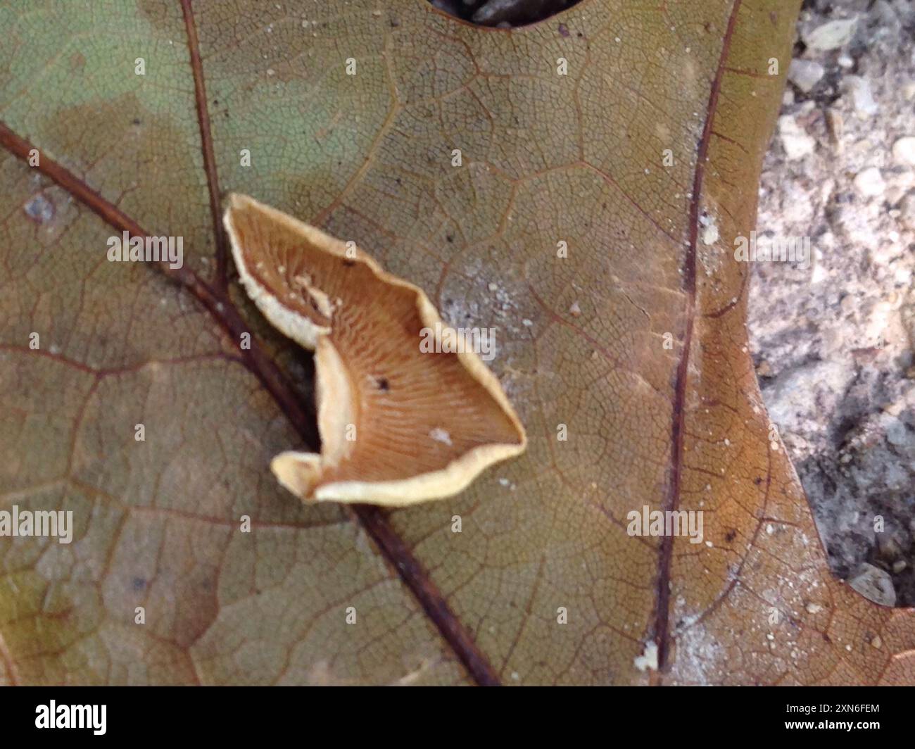 Luminescent fungi hi-res stock photography and images - Alamy