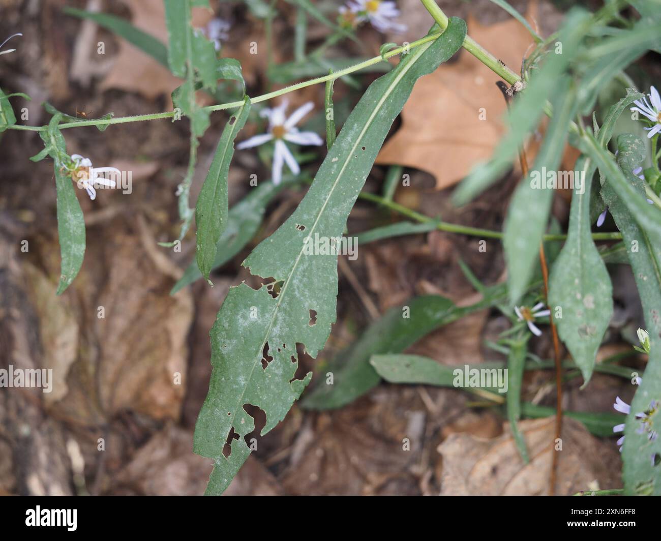 wavy-leaf aster (Symphyotrichum undulatum) Plantae Stock Photo - Alamy