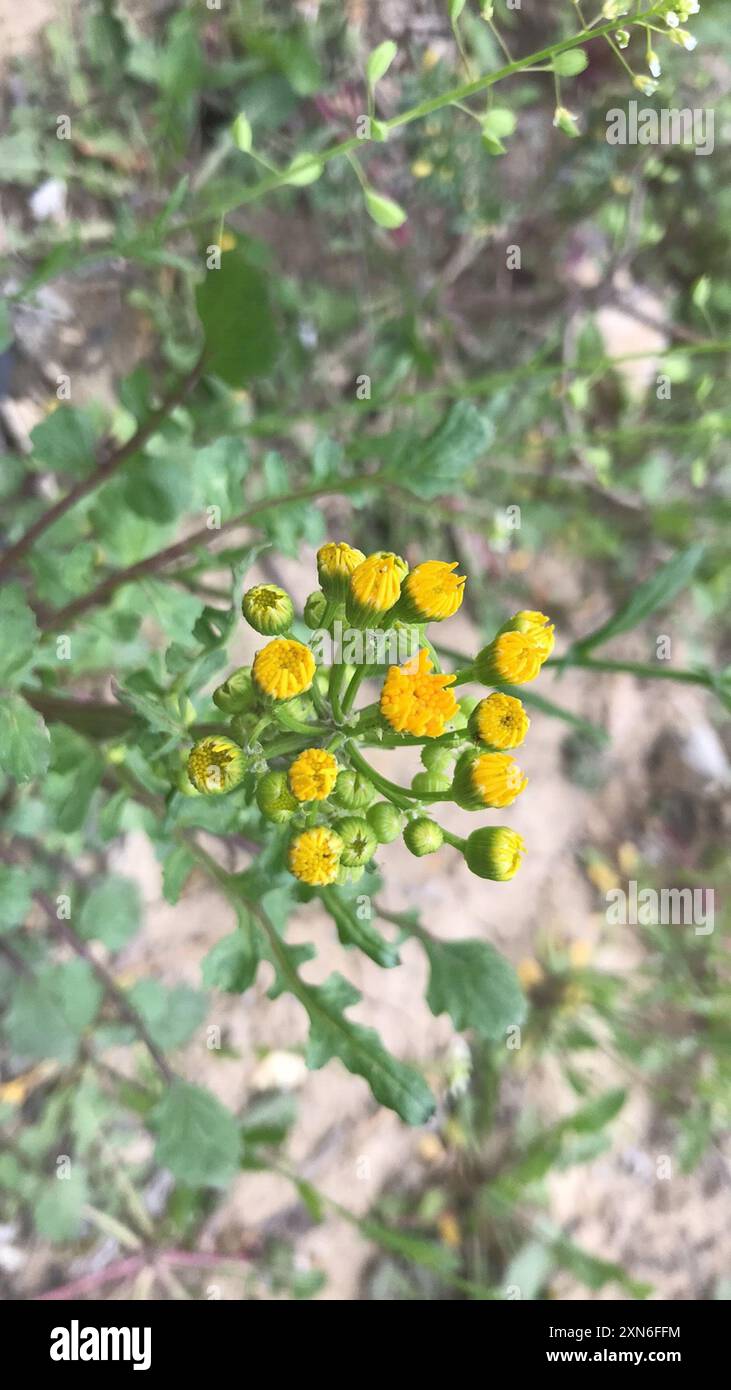 Butterweed (Packera glabella) Plantae Stock Photo - Alamy