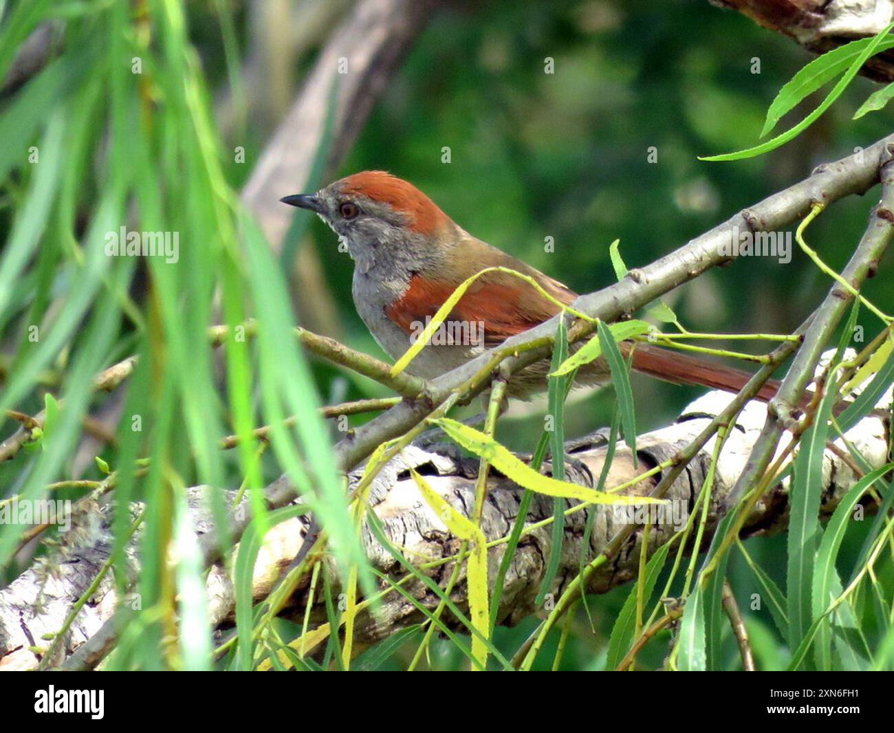 Sooty-fronted Spinetail (Synallaxis frontalis) Aves Stock Photo - Alamy