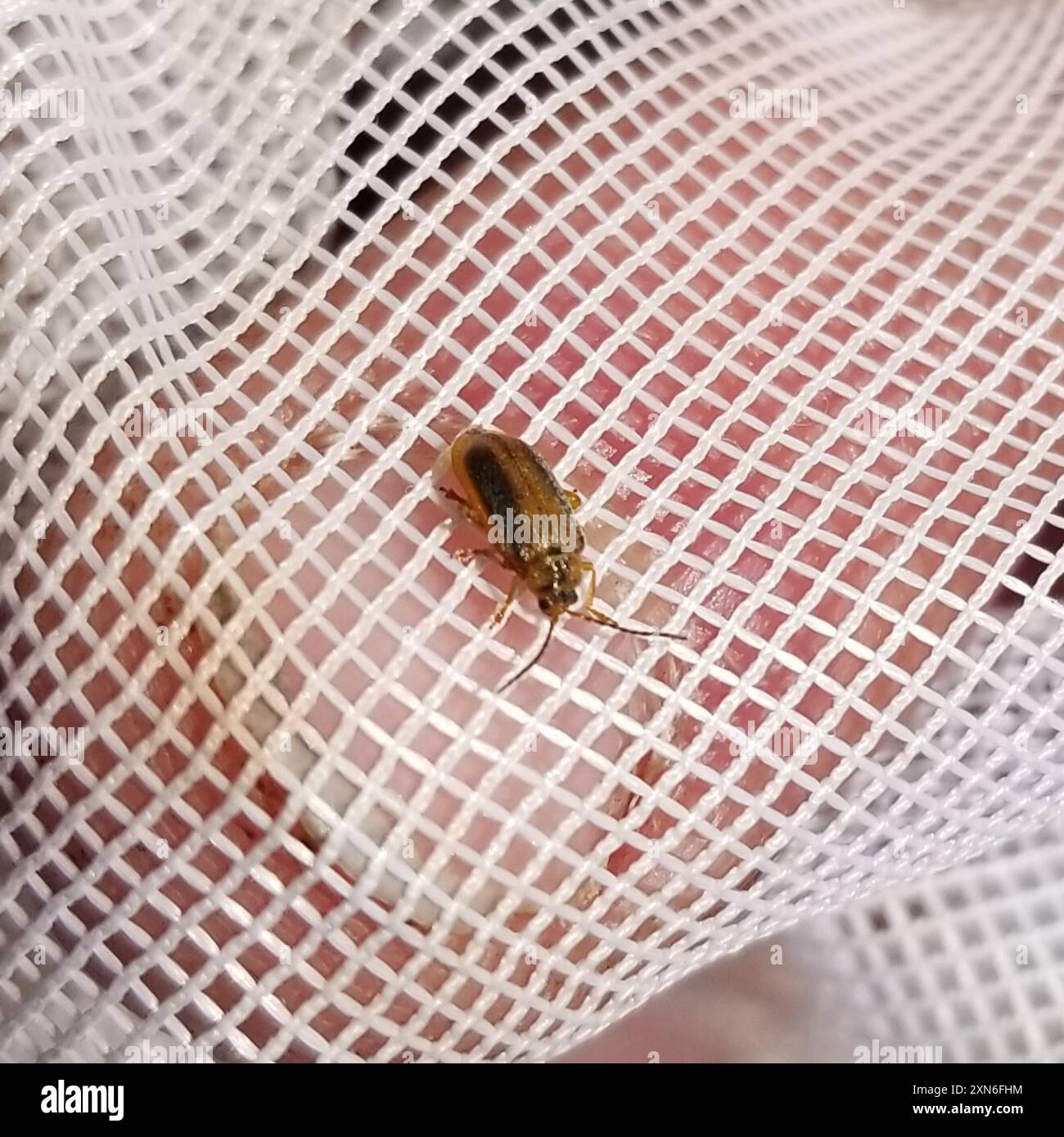 Black-margined Loosestrife Beetle (Galerucella calmariensis) Insecta ...
