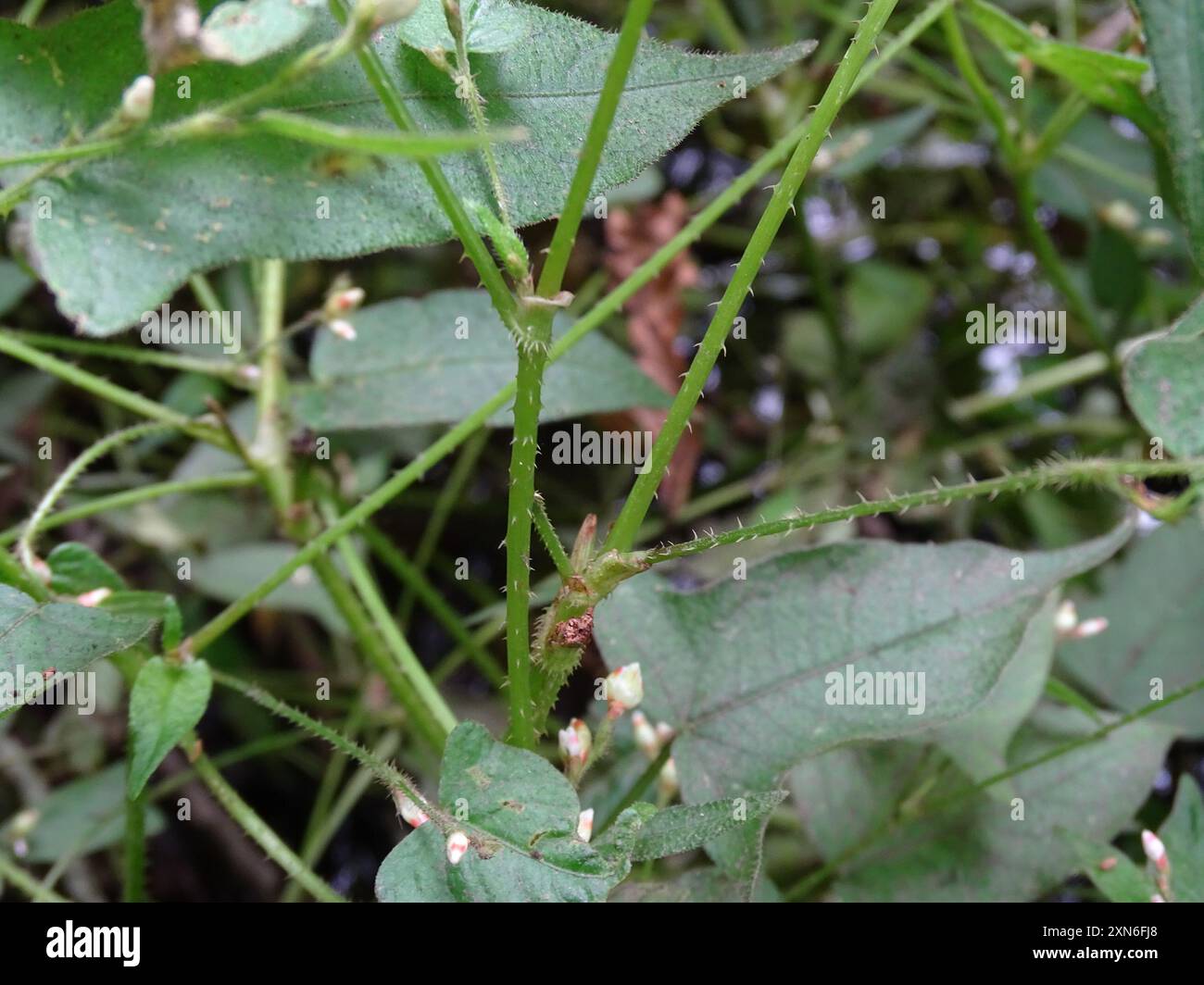 halberd-leaved tearthumb (Persicaria arifolia) Plantae Stock Photo - Alamy