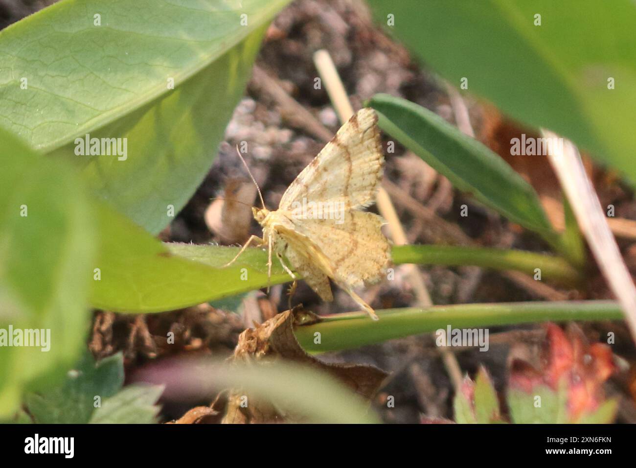 Geometer Moths (Geometridae) Insecta Stock Photo - Alamy