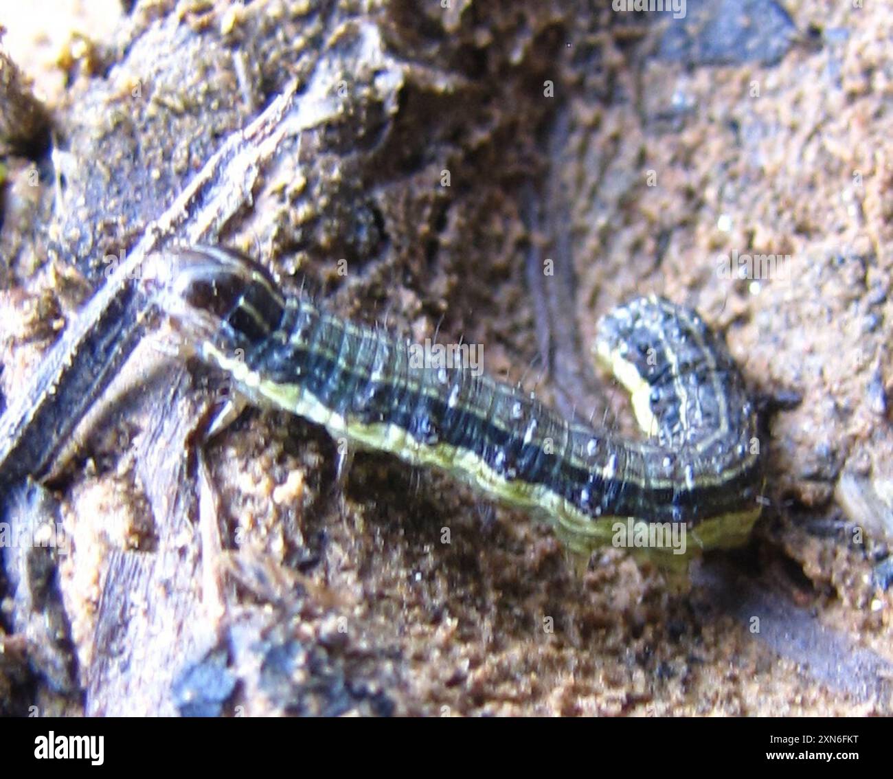 Fall Armyworm Moth (Spodoptera frugiperda) Insecta Stock Photo - Alamy