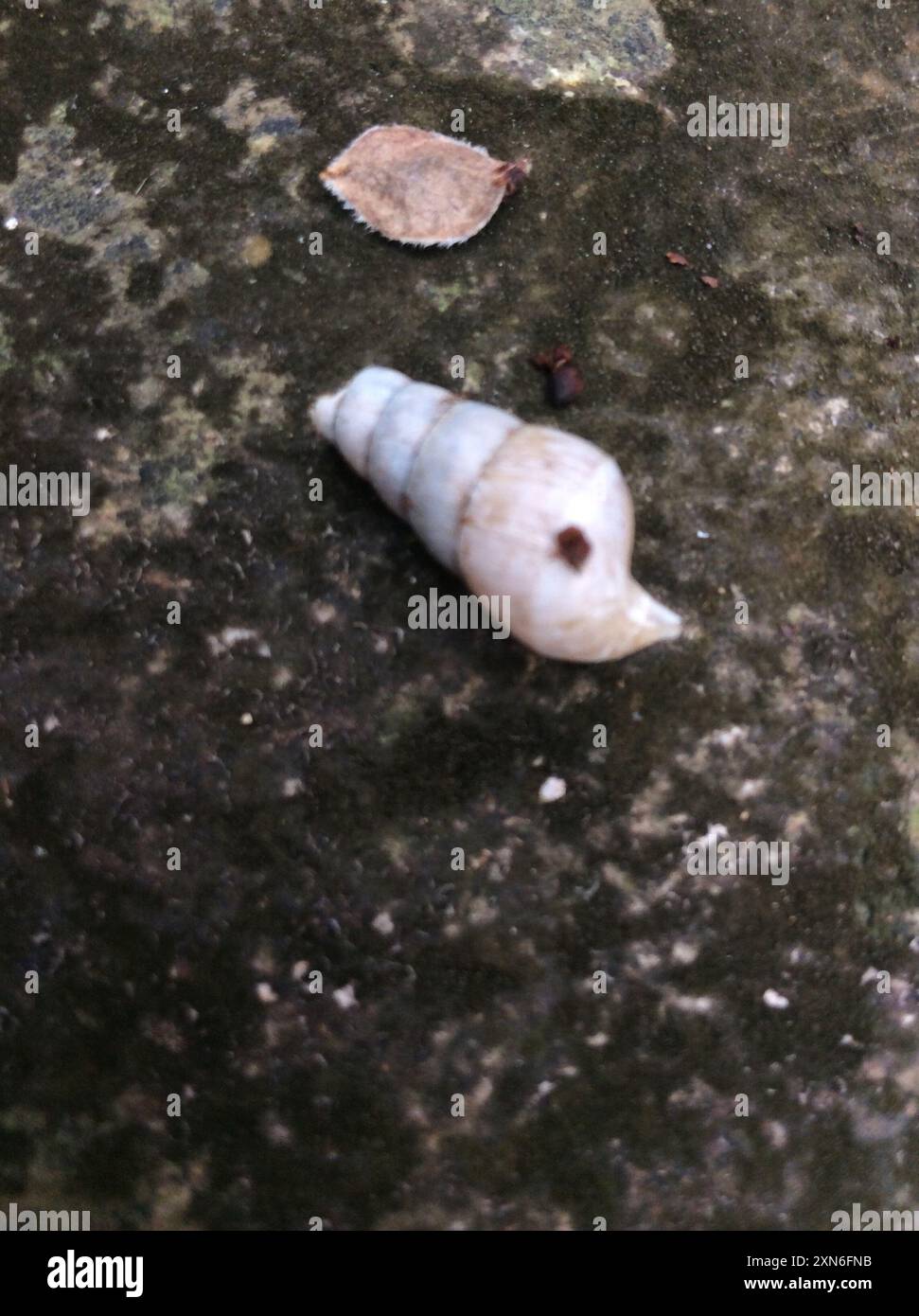 Decollate snail rumina decollata hi-res stock photography and images ...