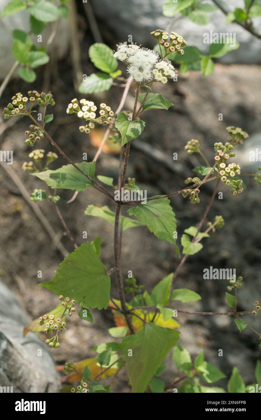 Crofton Weed (Ageratina adenophora) Plantae Stock Photo - Alamy