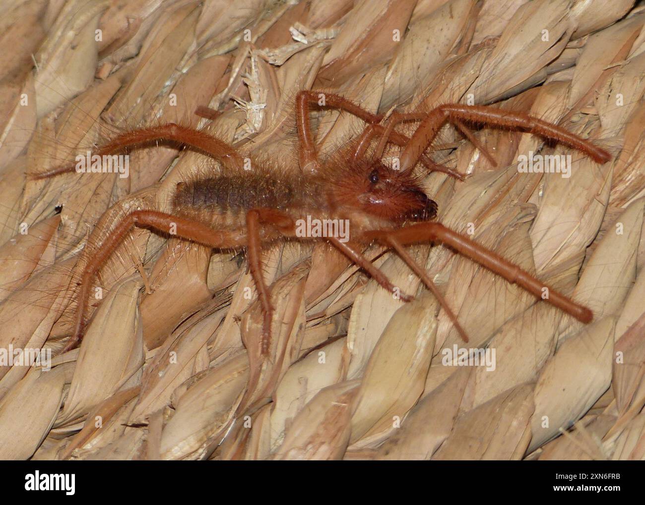 Moon Spiders (Zeria) Arachnida Stock Photo - Alamy
