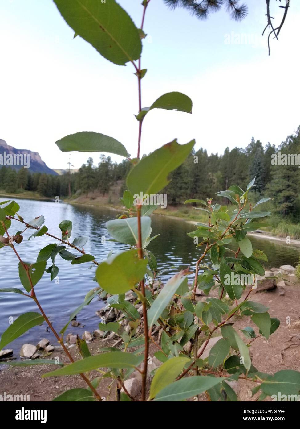 red willow (Salix laevigata) Plantae Stock Photo - Alamy