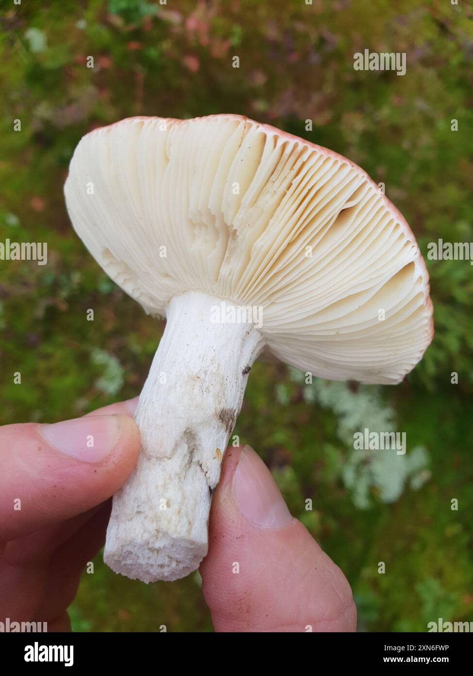 Russula rosacea hi-res stock photography and images - Alamy