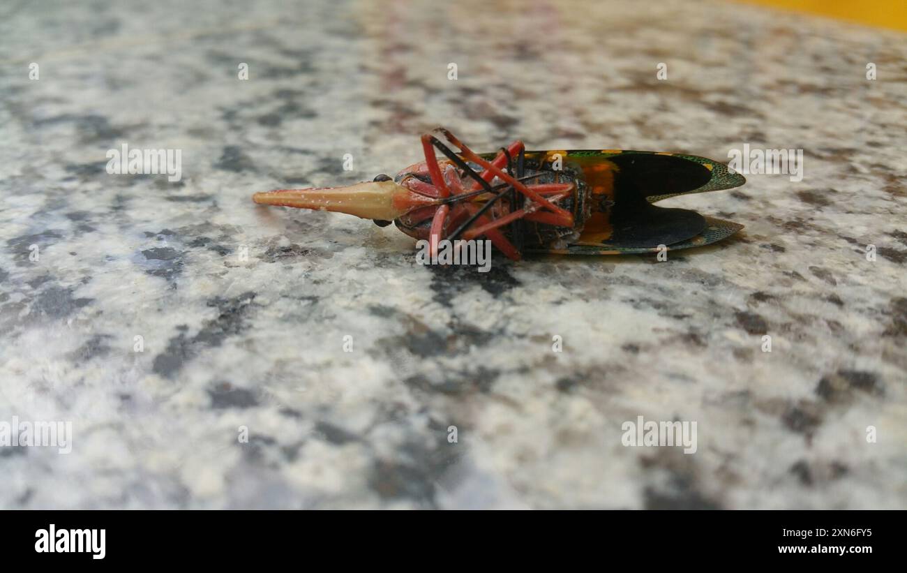 Litchi Lantern Bug (Pyrops candelaria) Insecta Stock Photo - Alamy