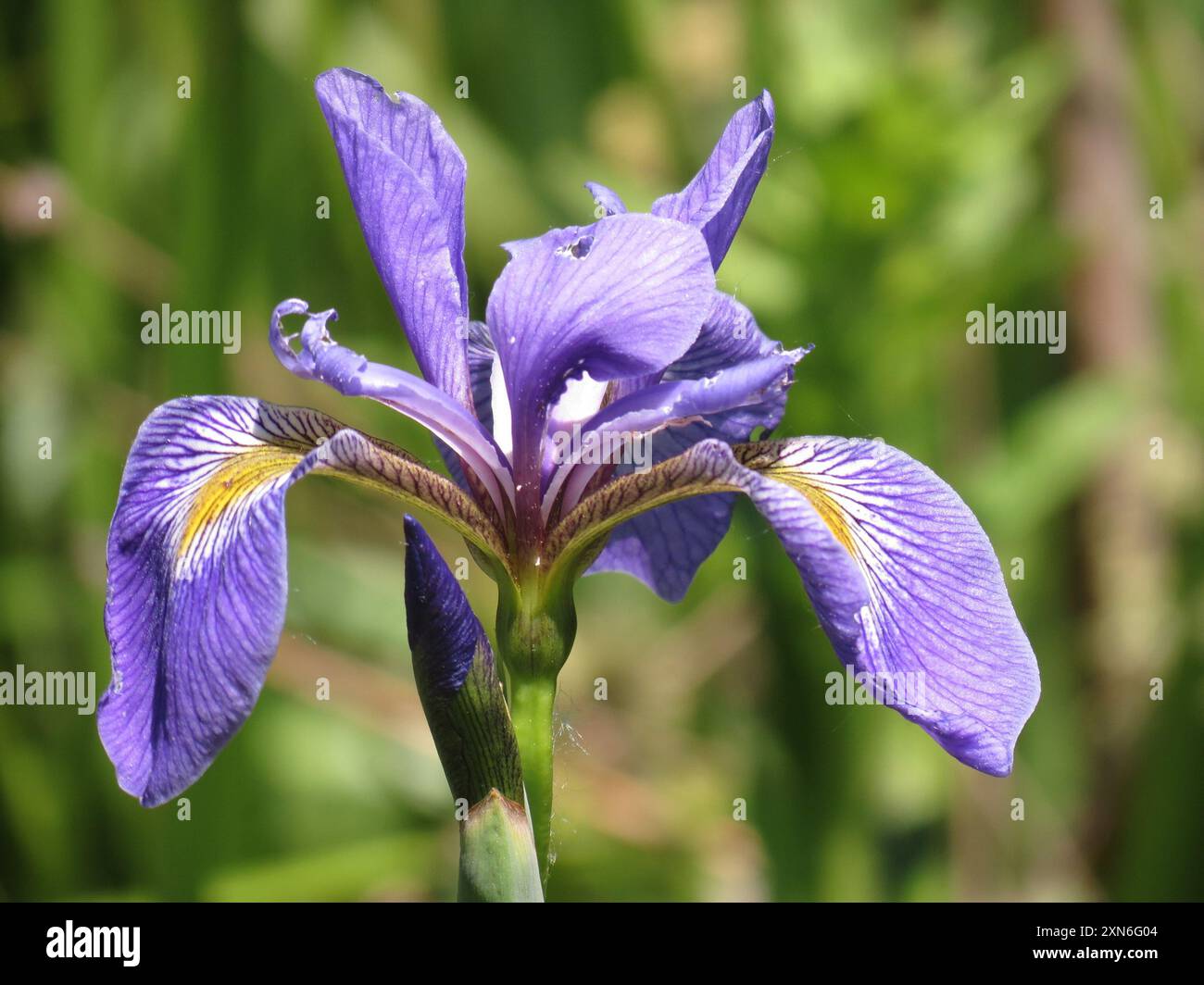 southern blue flag (Iris virginica) Plantae Stock Photo - Alamy