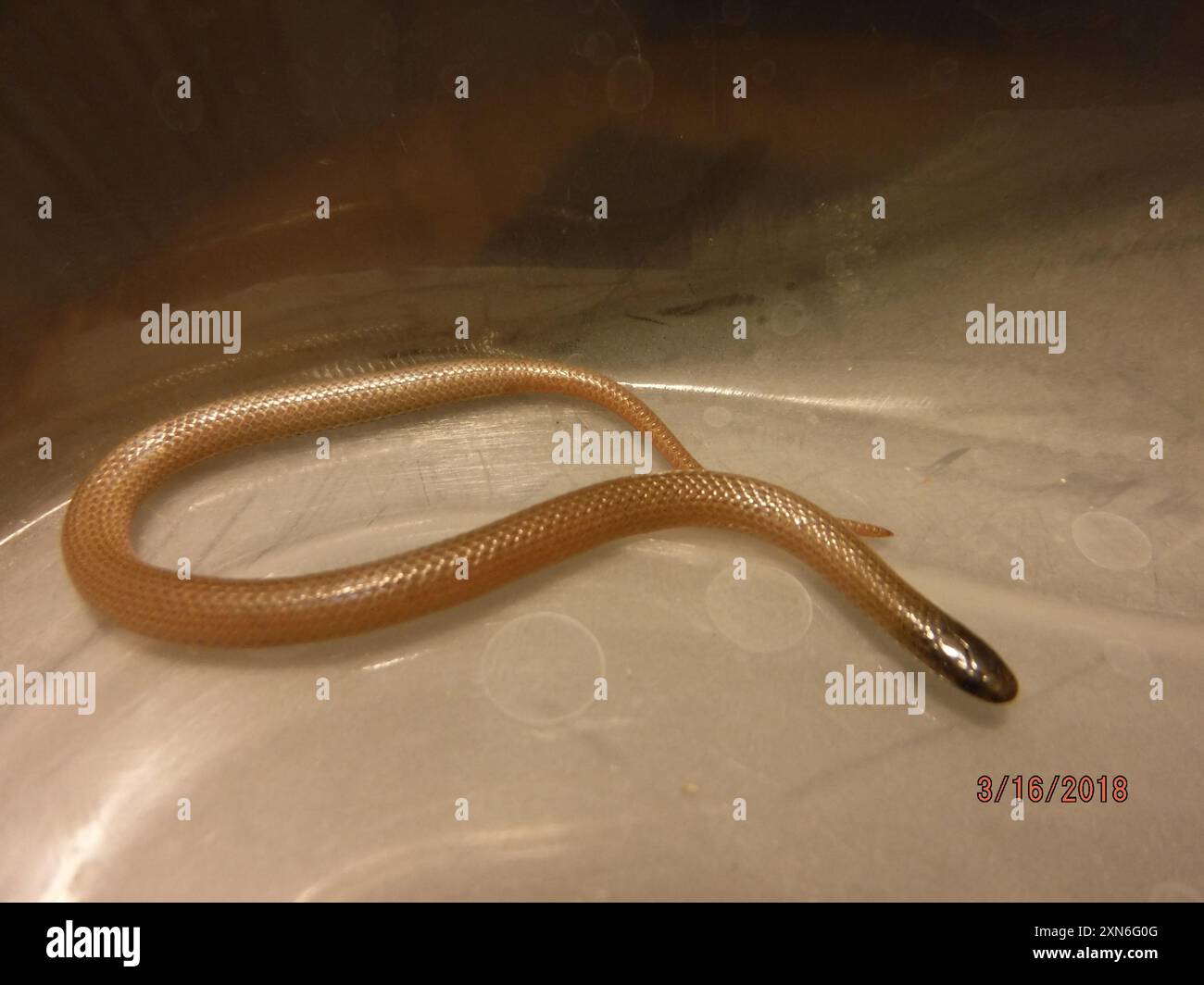 Tantilla snake hi-res stock photography and images - Alamy