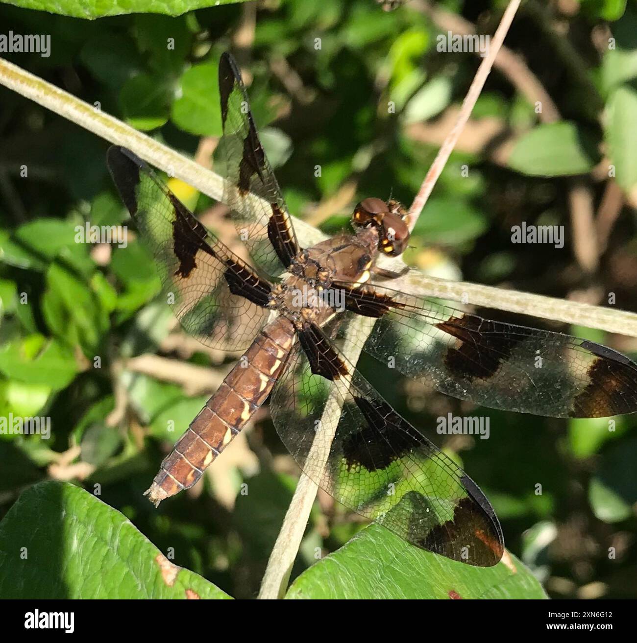 Common Whitetail (Plathemis lydia) Insecta Stock Photo - Alamy
