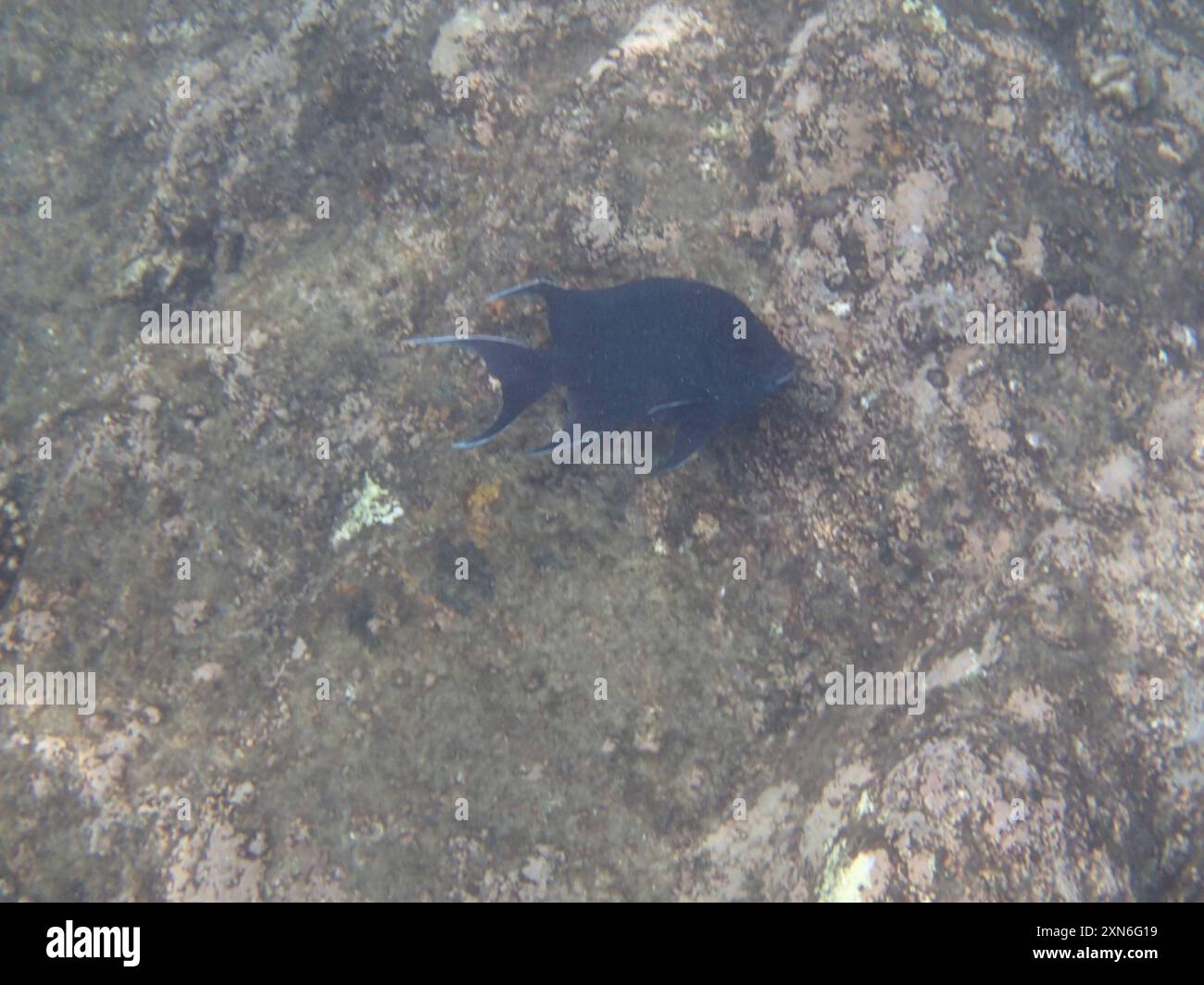 Giant Damselfish (Microspathodon dorsalis) Actinopterygii Stock Photo ...