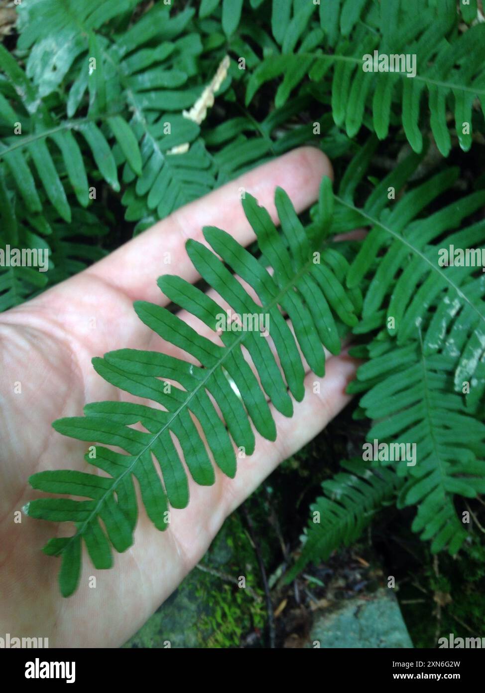 polypody ferns (Polypodium) Plantae Stock Photo - Alamy
