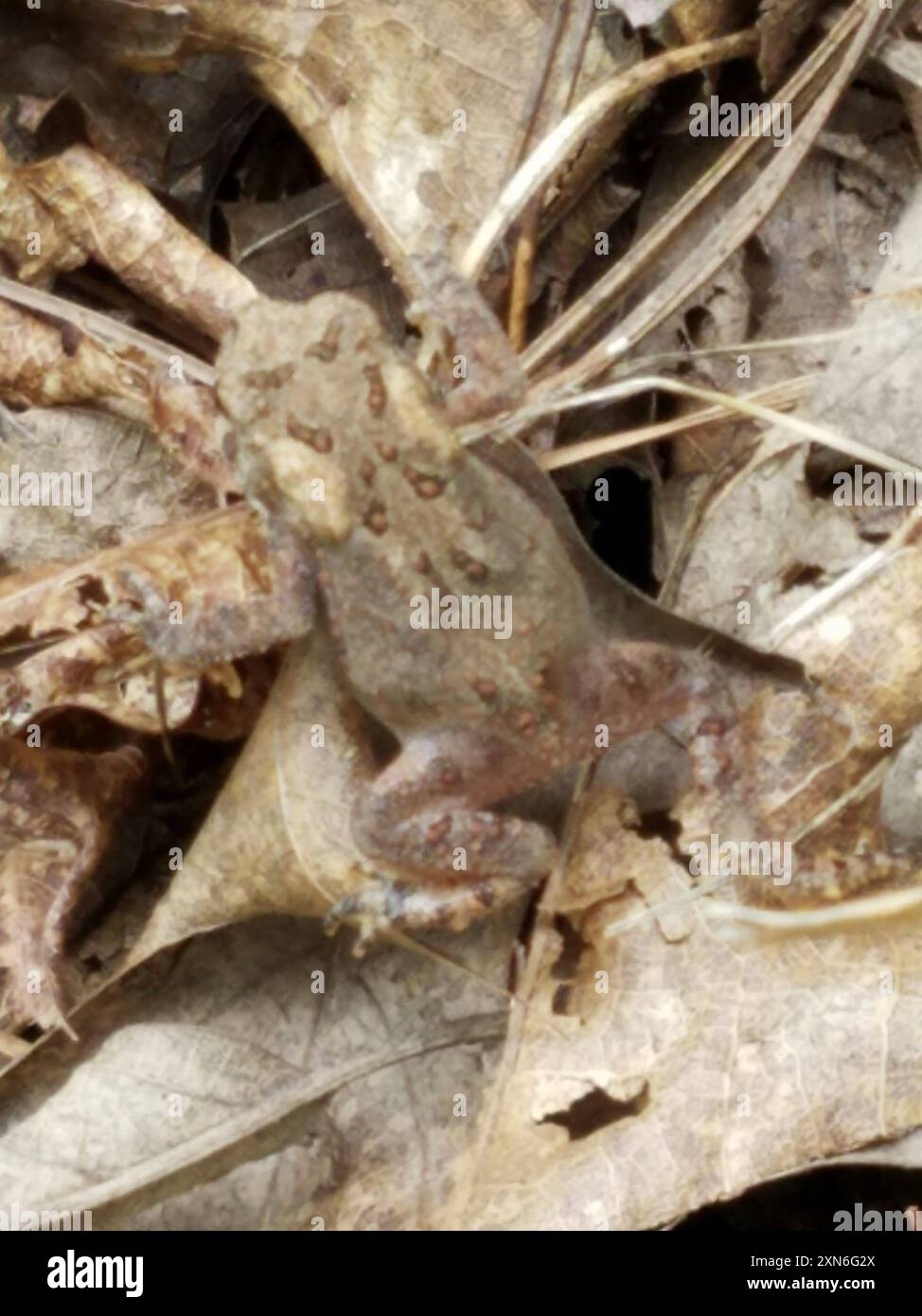 Eastern American Toad (Anaxyrus americanus americanus) Amphibia Stock ...