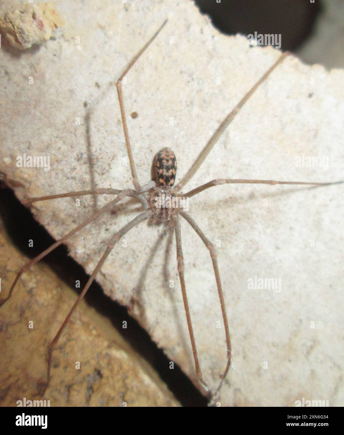 Northern Violin Spider (Loxosceles simillima) Arachnida Stock Photo - Alamy