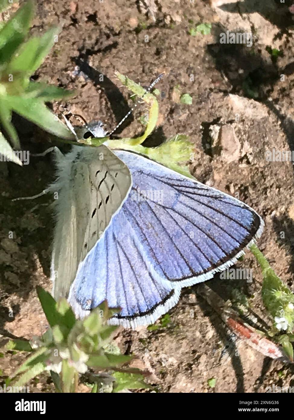 Blue Copper (Tharsalea heteronea) Insecta Stock Photo - Alamy