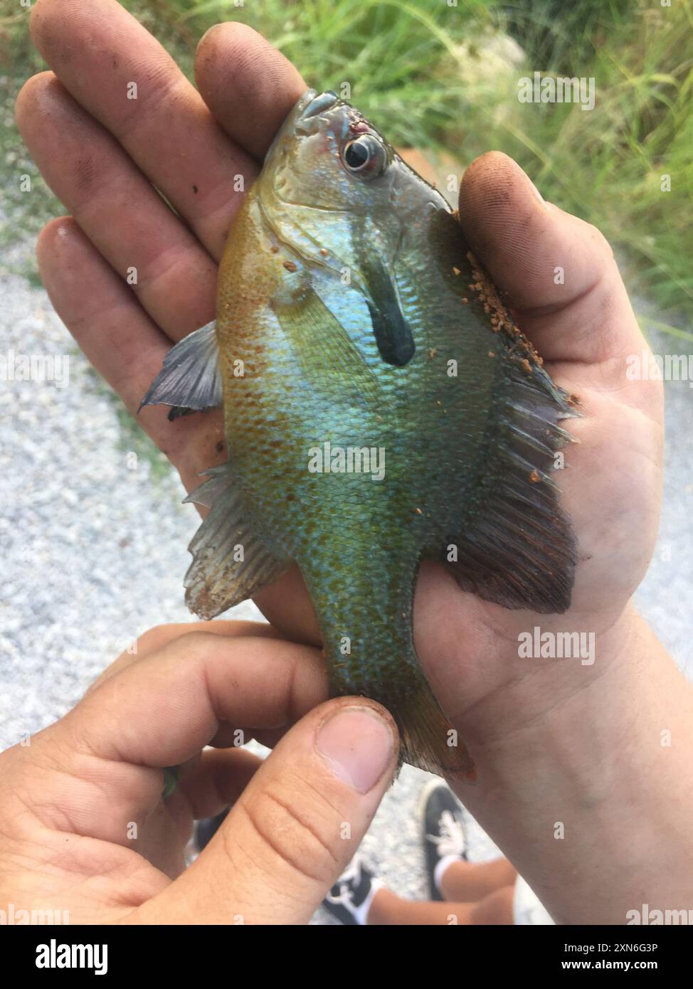 Redbreast Sunfish (Lepomis auritus) Actinopterygii Stock Photo - Alamy