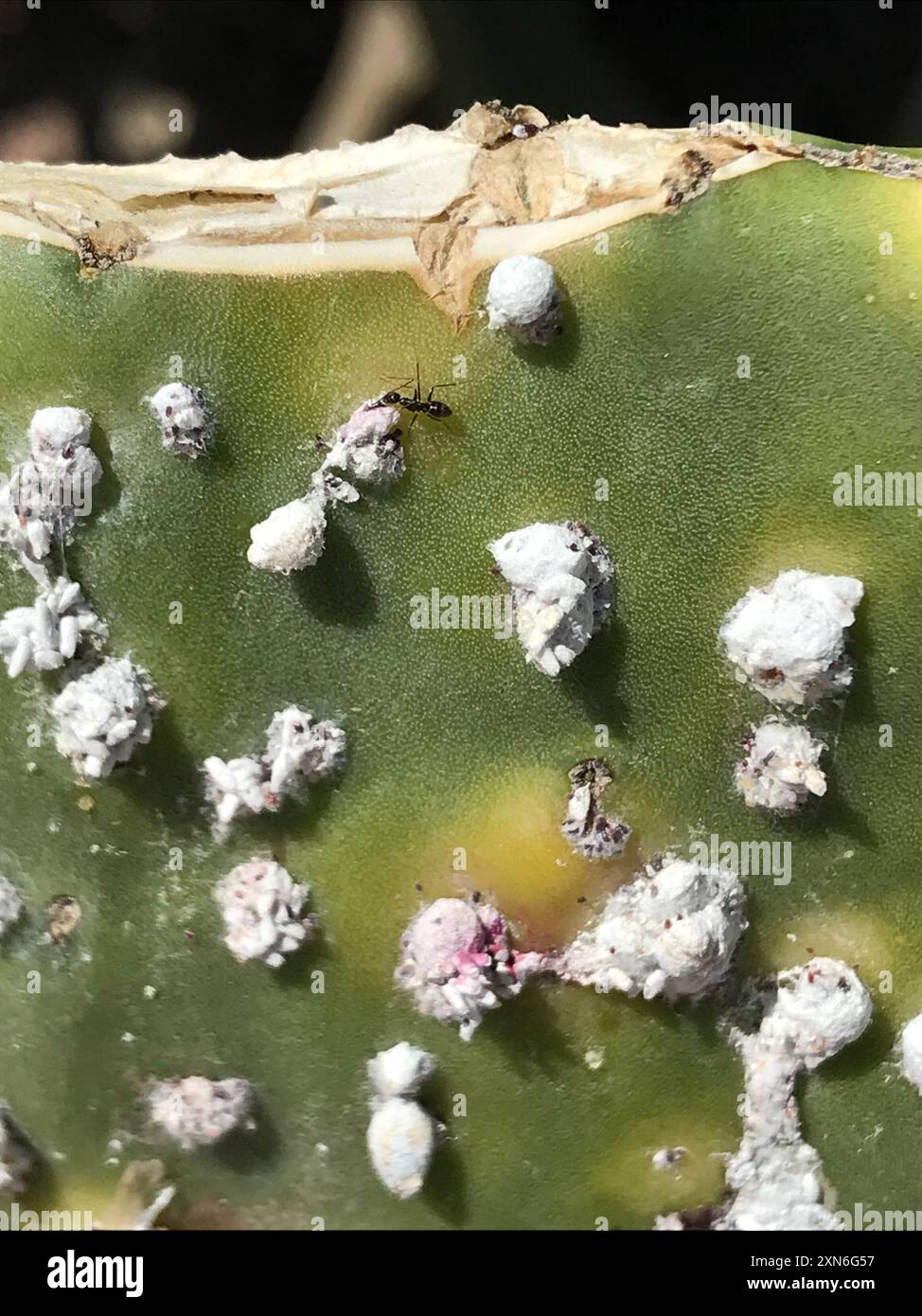 Cochineal Scale Bugs (Dactylopius) Insecta Stock Photo - Alamy