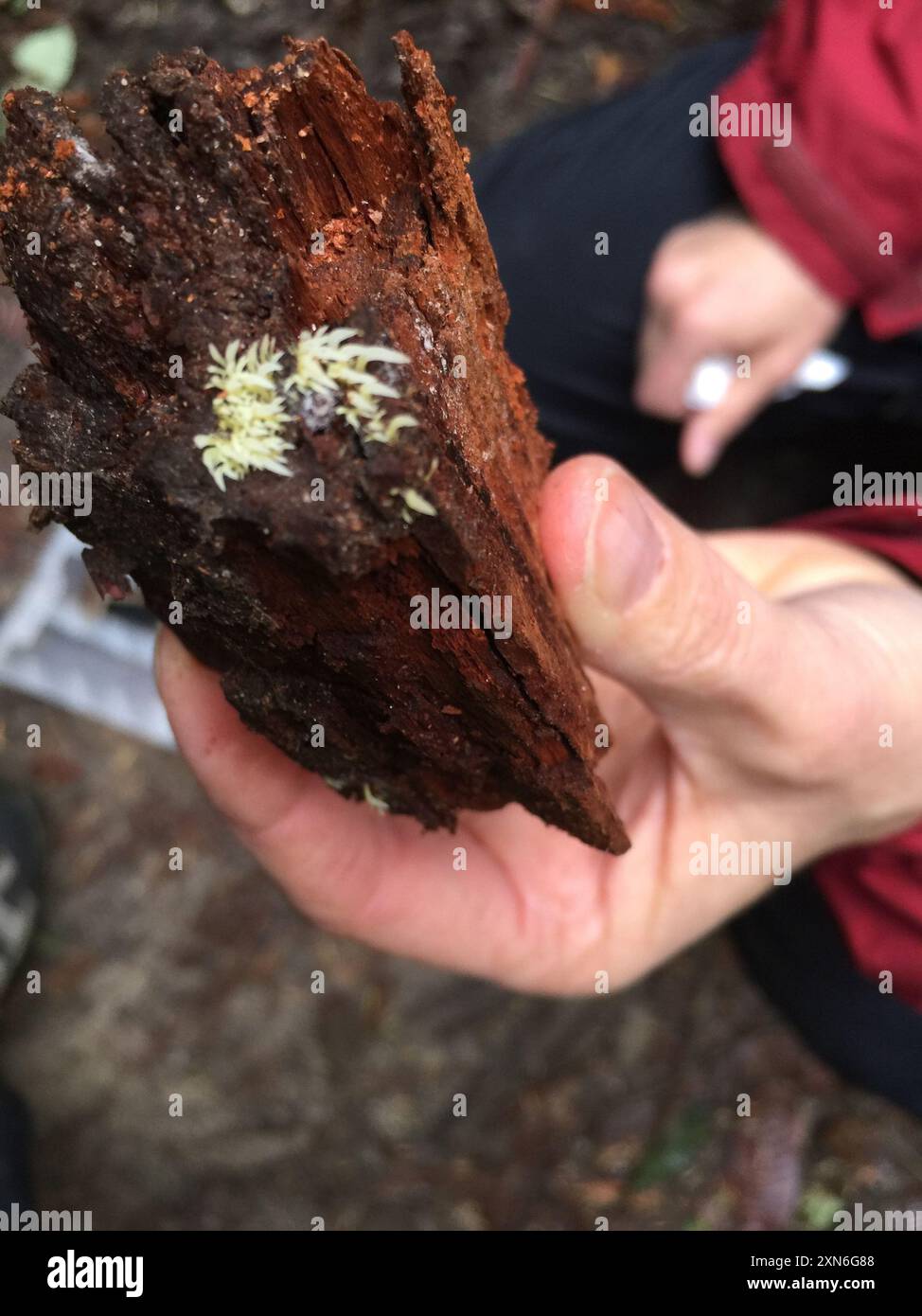swarming spine (Mucronella calva) Fungi Stock Photo - Alamy