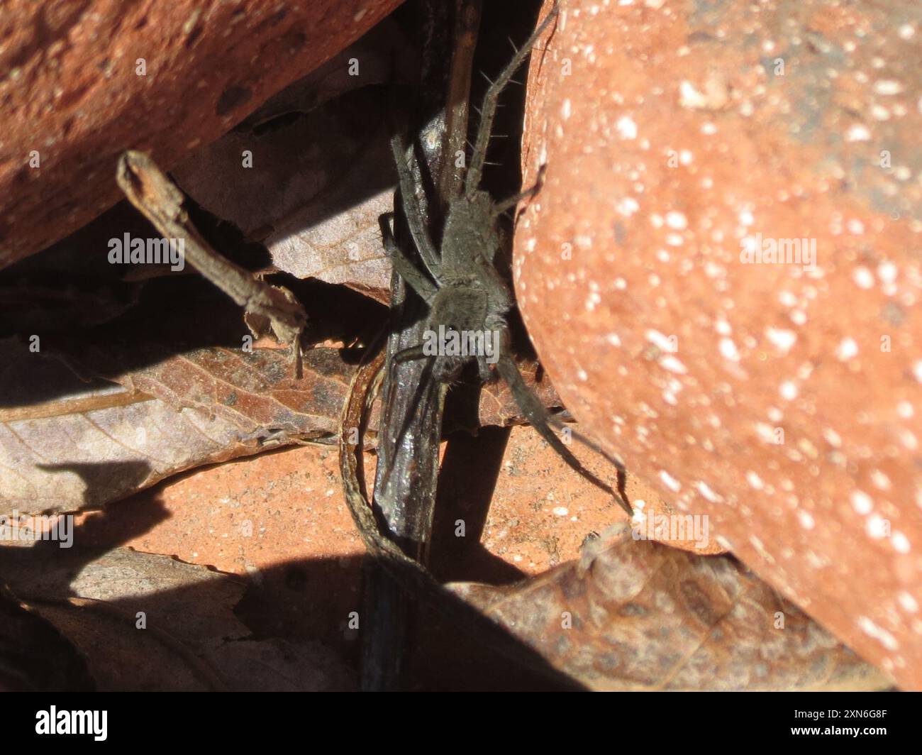 Stone Spider (Pardosa lapidicina) Arachnida Stock Photo - Alamy