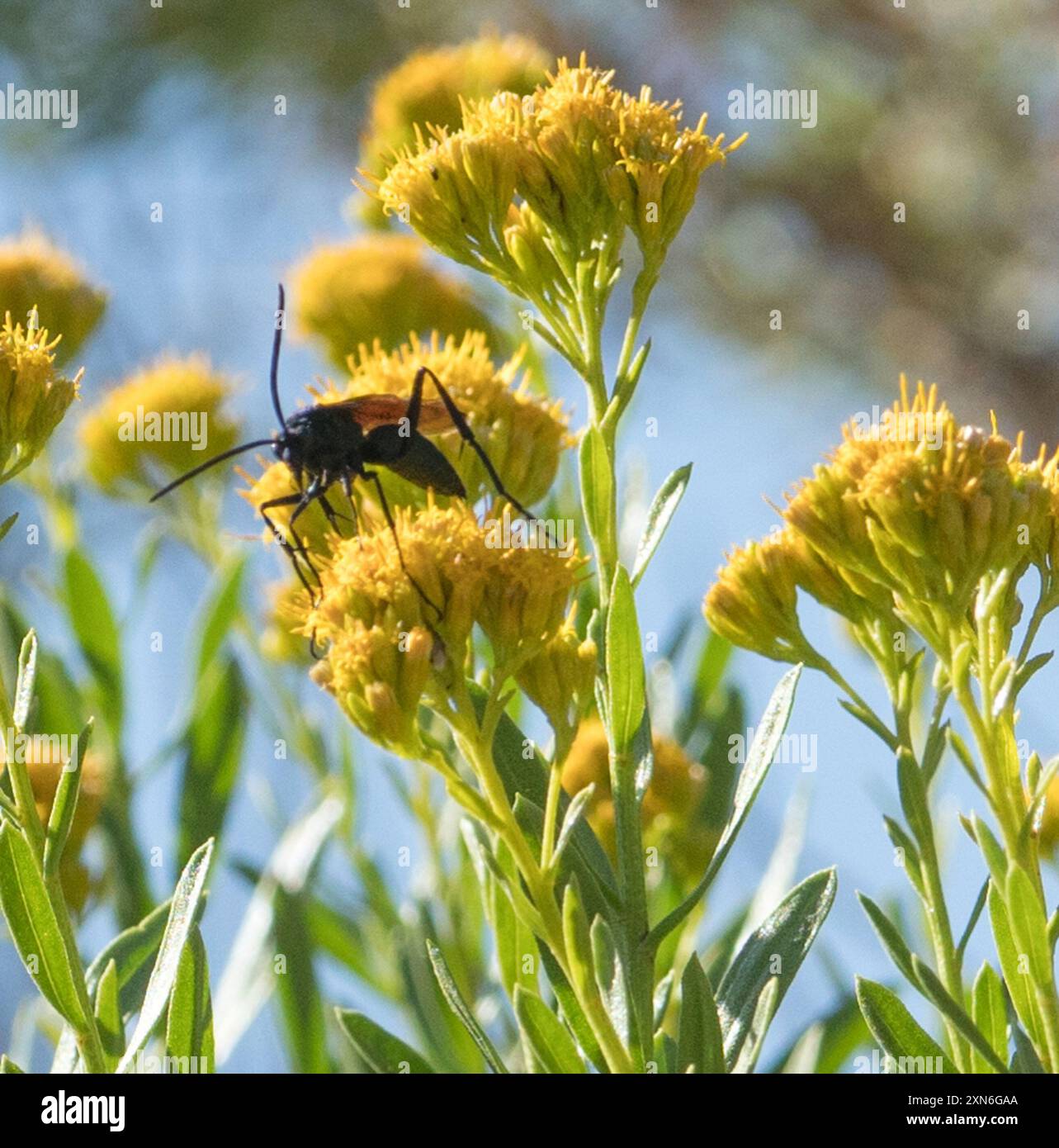 New World Tarantula-hawk Wasps (Pepsis) Insecta Stock Photo - Alamy