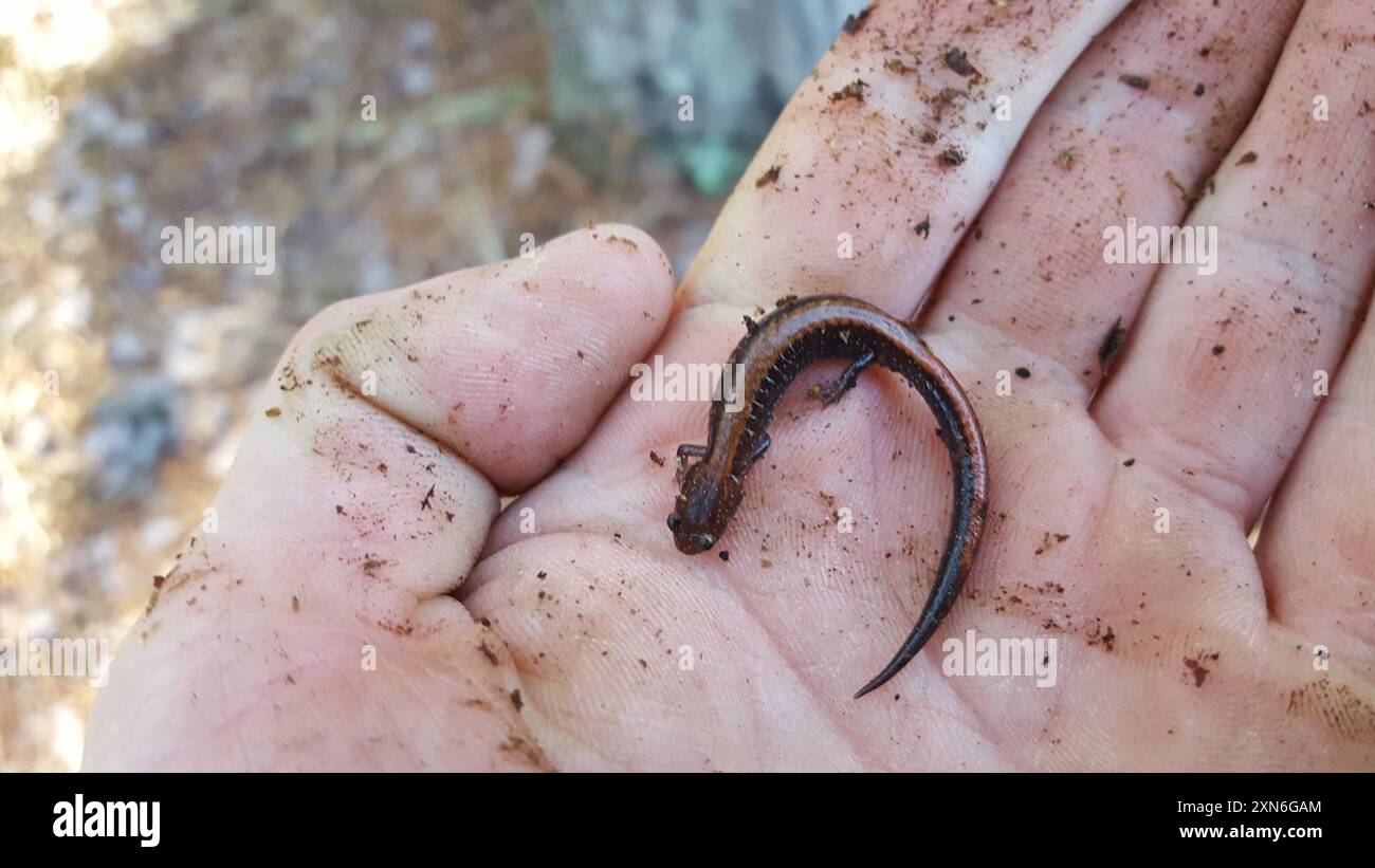 Southern Red-backed Salamander (Plethodon serratus) Amphibia Stock ...