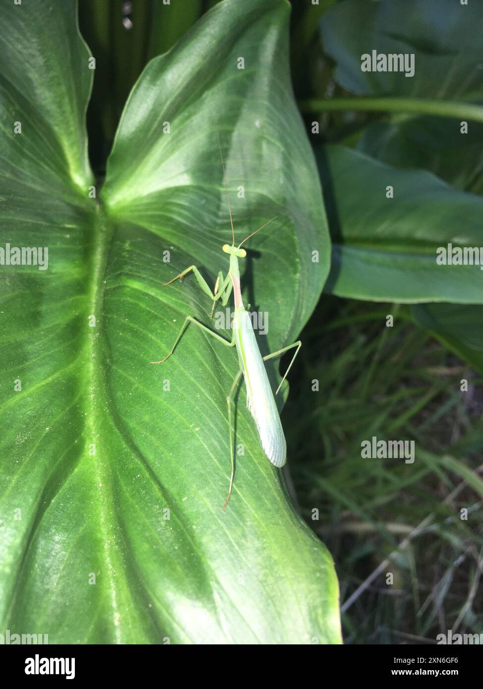 South African Mantis (Miomantis caffra) Insecta Stock Photo - Alamy