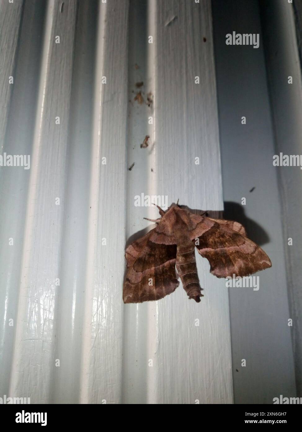 Walnut Sphinx (Amorpha juglandis) Insecta Stock Photo - Alamy