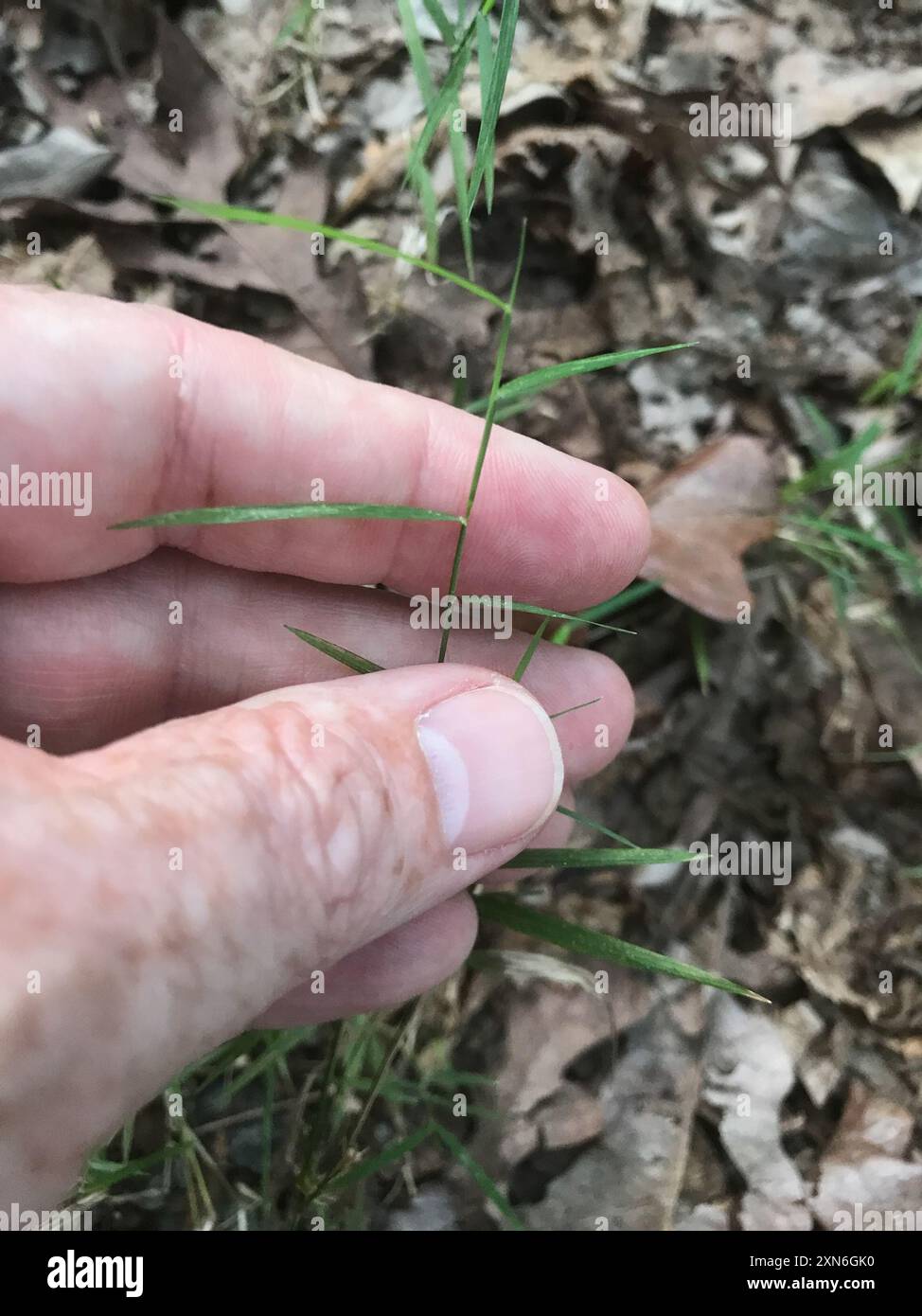 nimblewill (Muhlenbergia schreberi) Plantae Stock Photo - Alamy