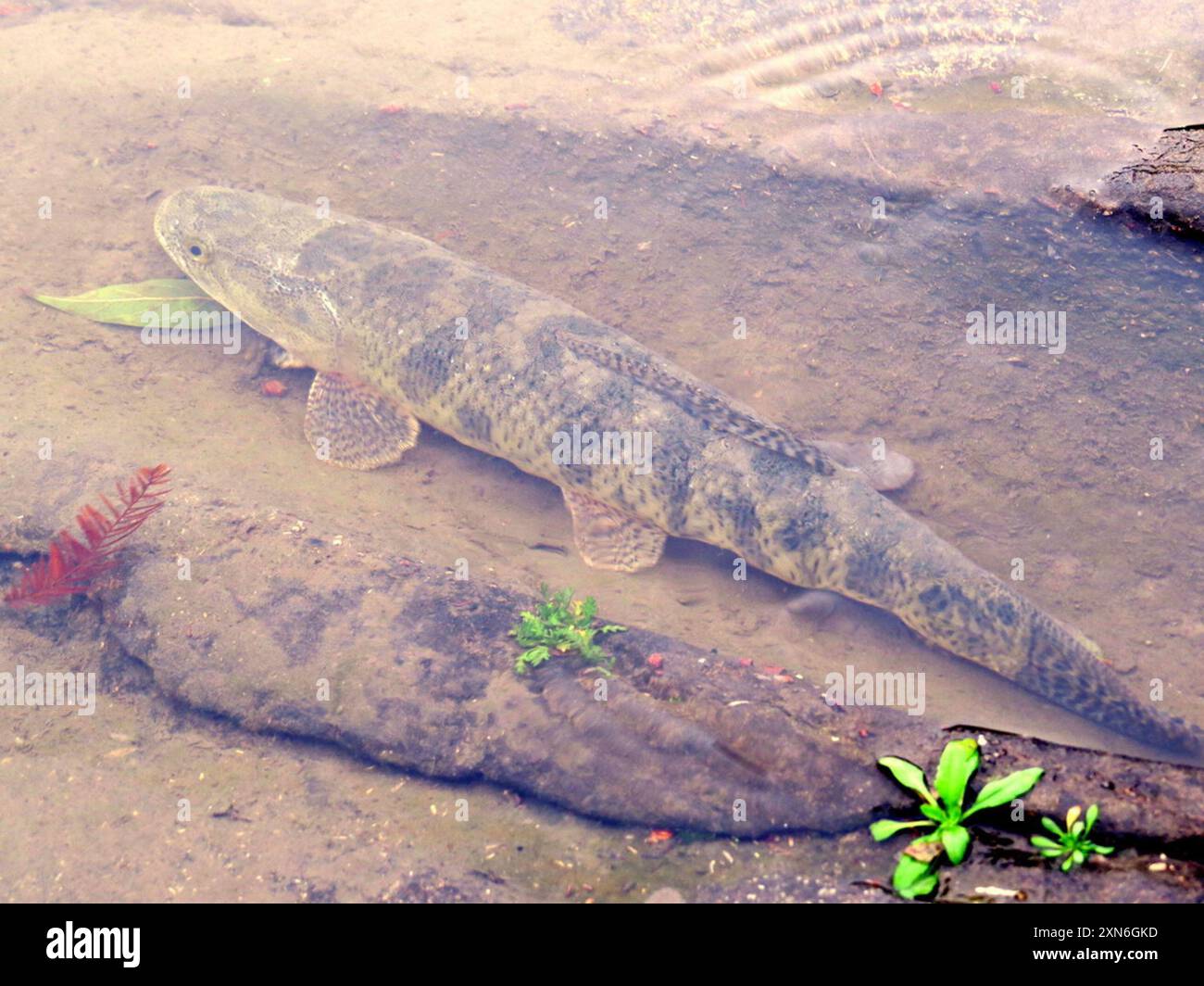 Hoplias hi-res stock photography and images - Alamy