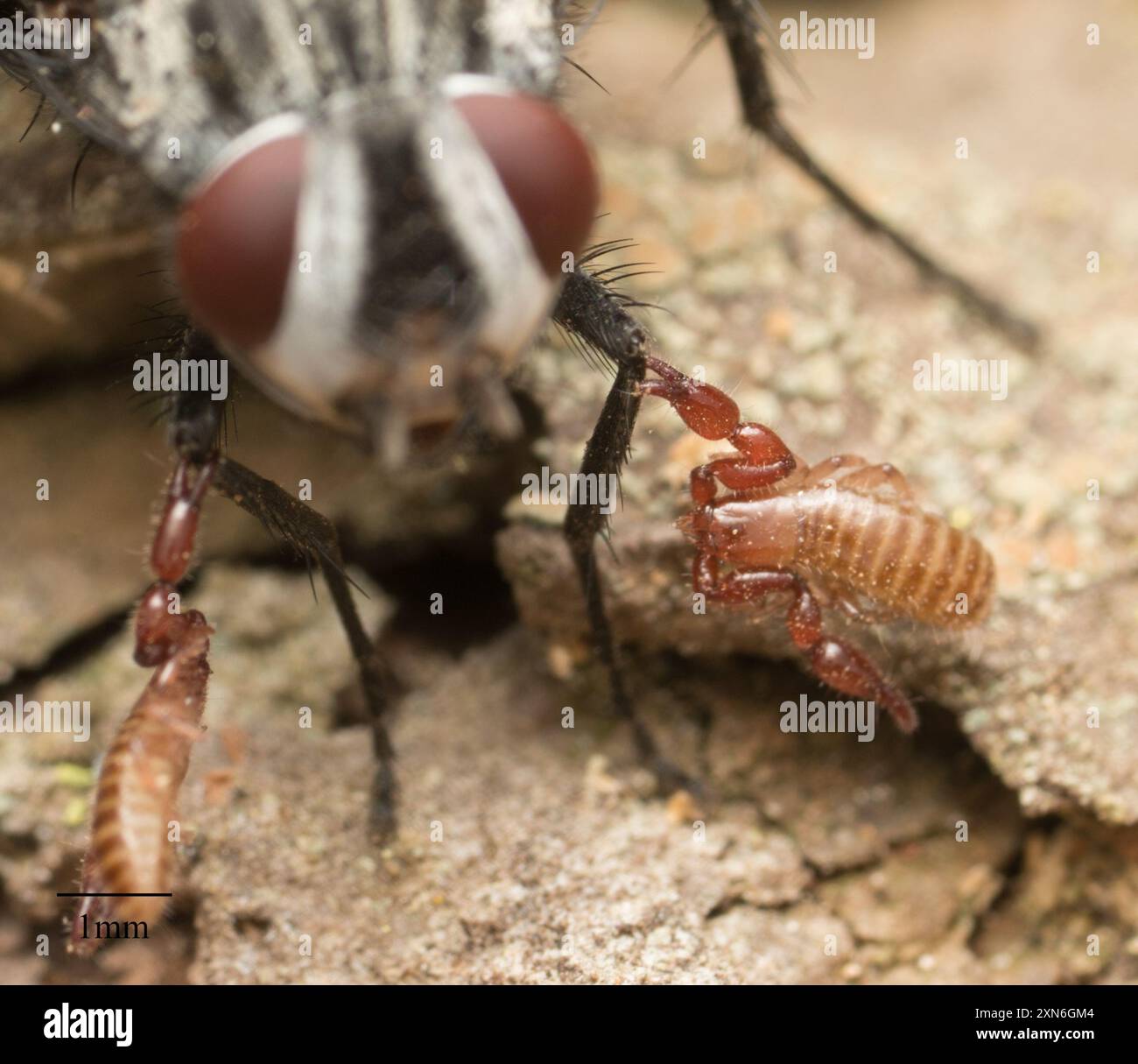 Bristle Flies (Tachinidae) Insecta Stock Photo - Alamy