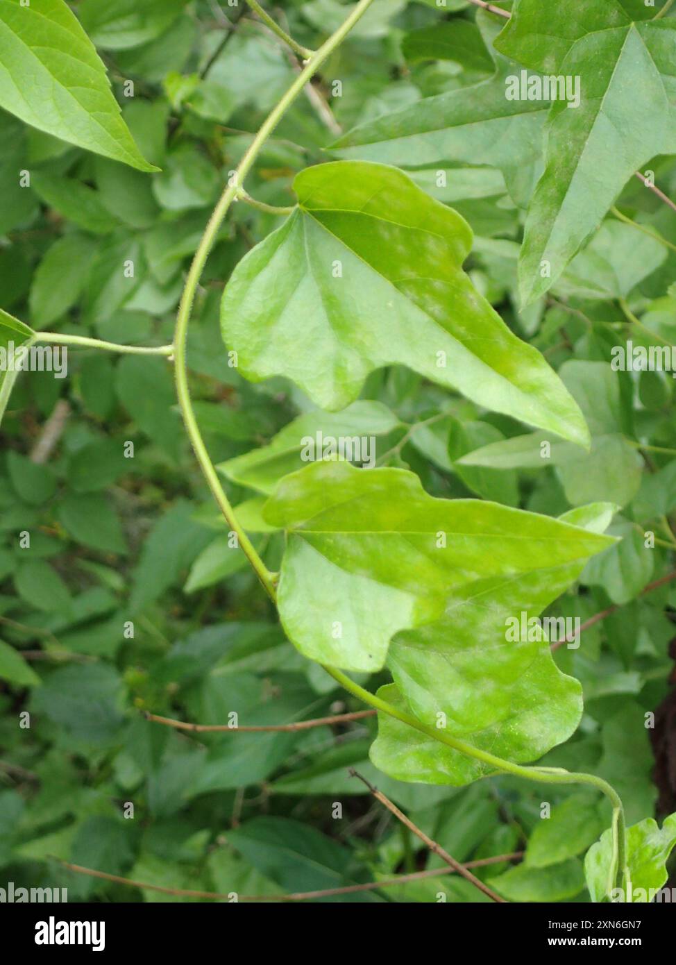 Carolina snailseed (Cocculus carolinus) Plantae Stock Photo - Alamy