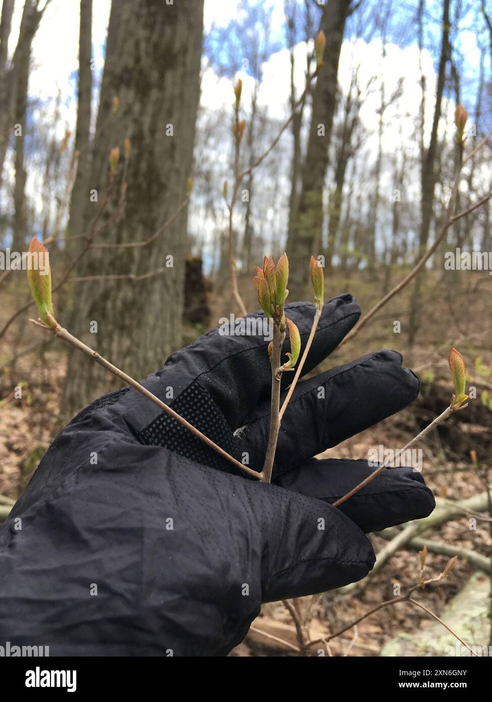 dicots (Magnoliopsida) Plantae Stock Photo - Alamy