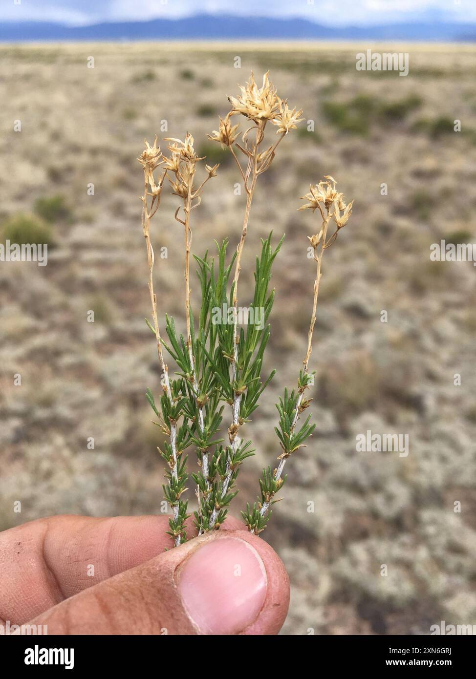 Greene's Rabbitbrush (Chrysothamnus greenei) Plantae Stock Photo - Alamy