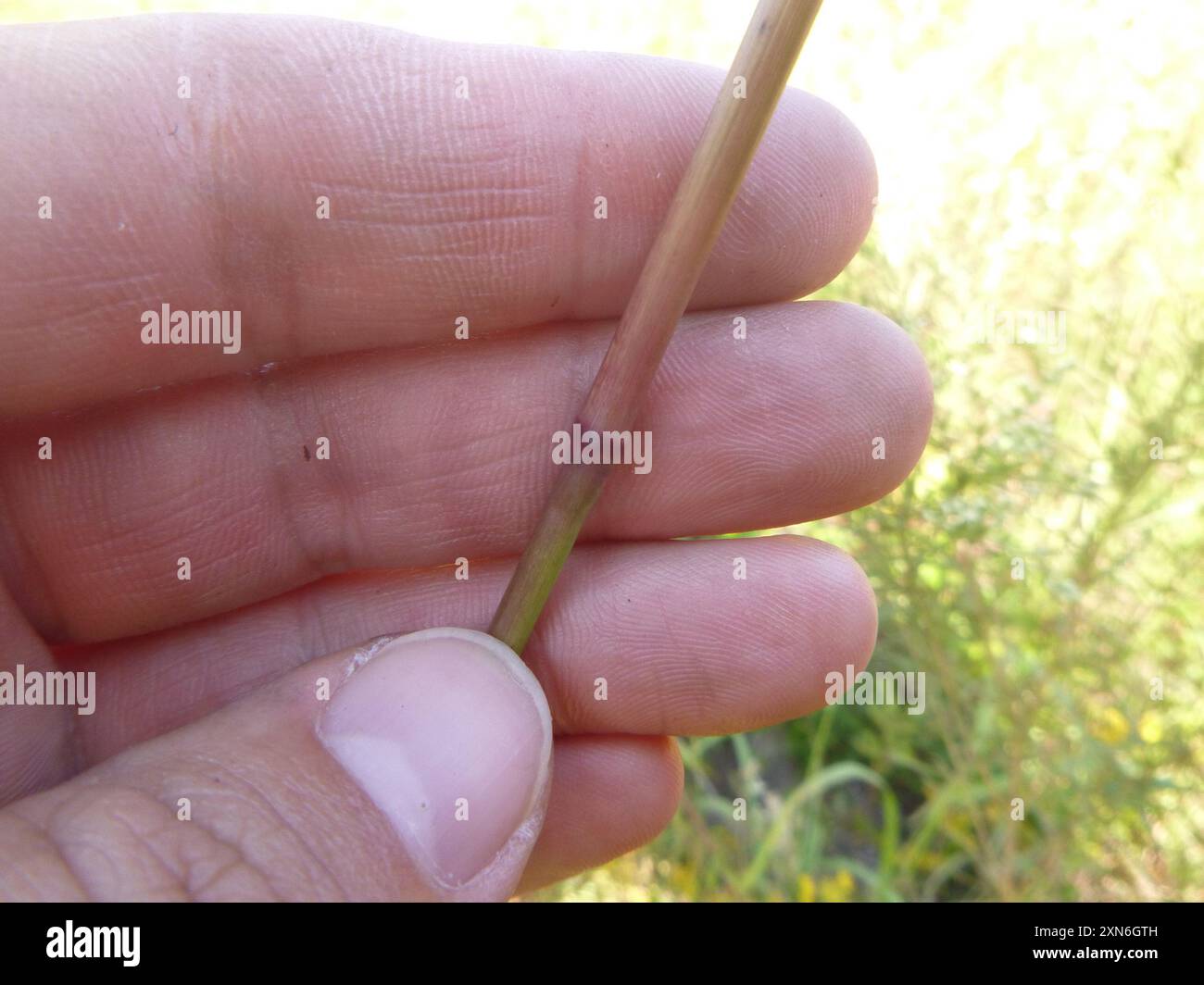 purpletop tridens (Tridens flavus) Plantae Stock Photo - Alamy