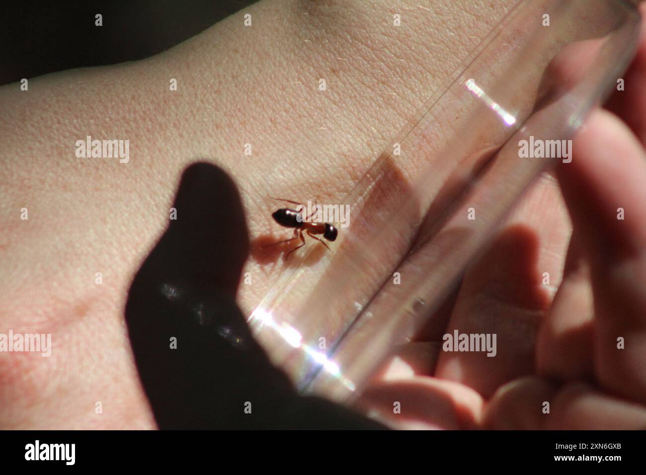 Texas Carpenter Ant (Camponotus texanus) Insecta Stock Photo - Alamy