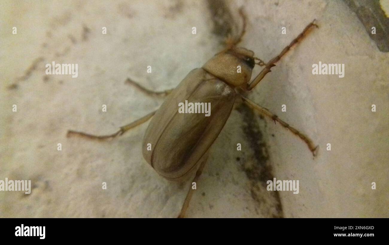 May Beetles (Phyllophaga) Insecta Stock Photo - Alamy