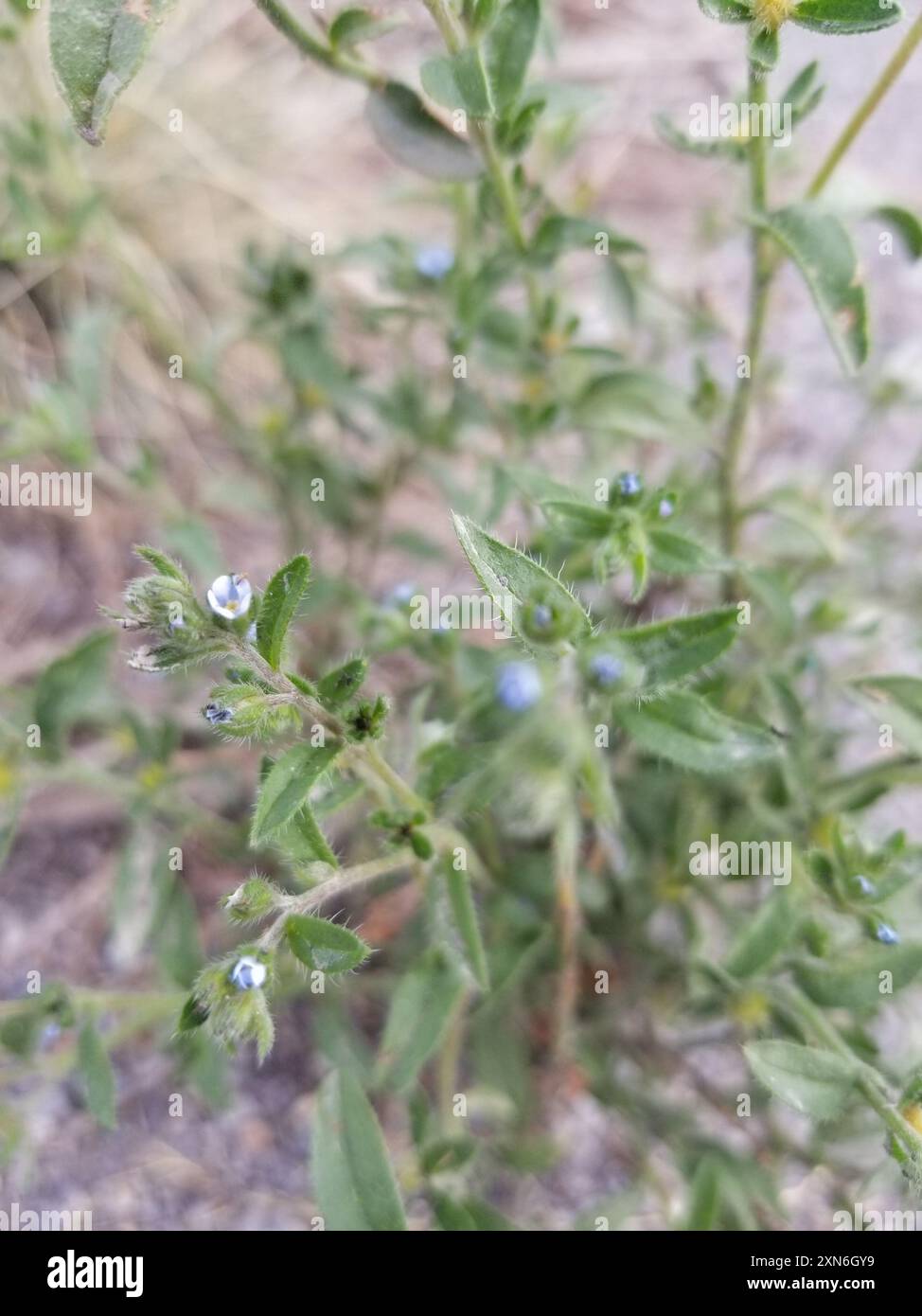 Flatspine Stickseed (Lappula occidentalis) Plantae Stock Photo - Alamy