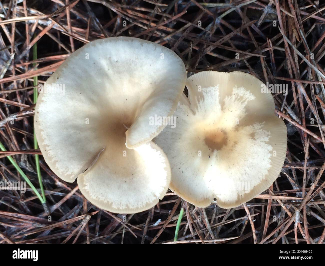 Fragrant Funnel (Clitocybe fragrans) Fungi Stock Photo - Alamy