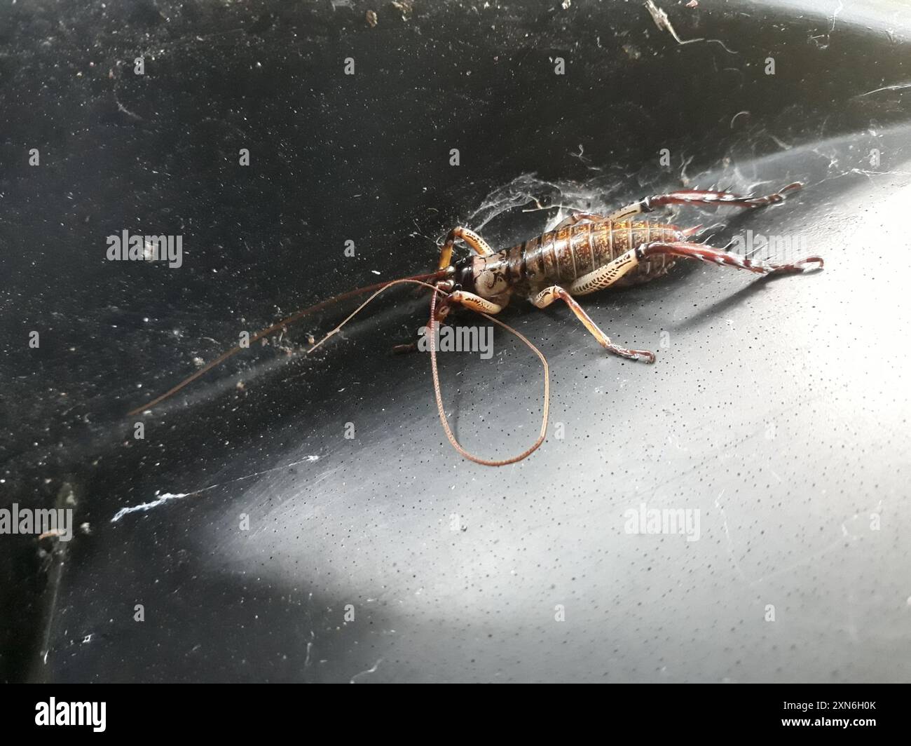 Auckland Tree Weta (Hemideina thoracica) Insecta Stock Photo - Alamy