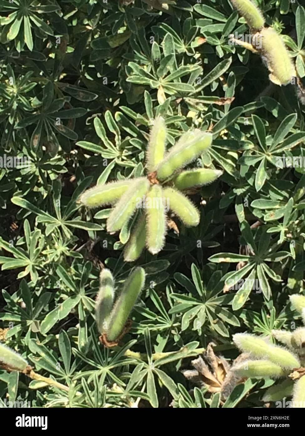coastal bush lupine (Lupinus arboreus) Plantae Stock Photo - Alamy