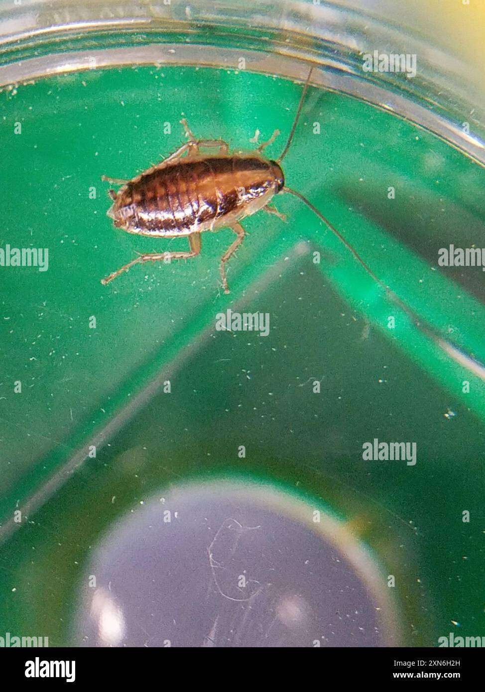 German Cockroach (Blattella germanica) Insecta Stock Photo - Alamy