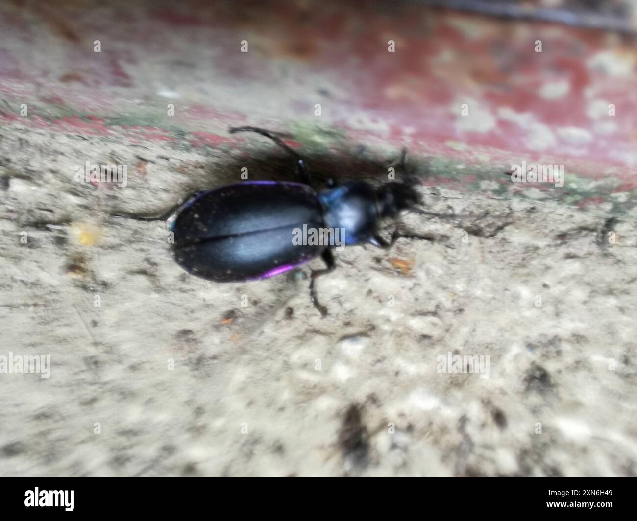 Violet ground beetle (Carabus violaceus) Insecta Stock Photo - Alamy