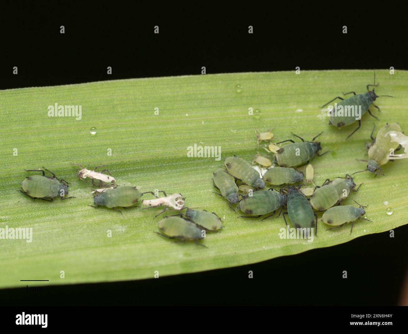 Corn Leaf Aphid (Rhopalosiphum maidis) Insecta Stock Photo - Alamy