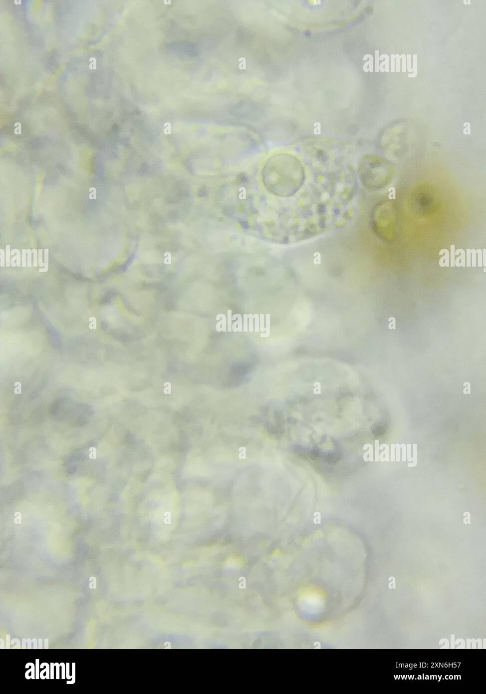 (Bolbitius coprophilus) Fungi Stock Photo - Alamy